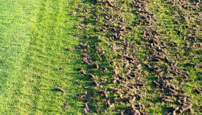 Liquid Aeration vs Core Aeration: Which is Best | Pearce Lawn Care